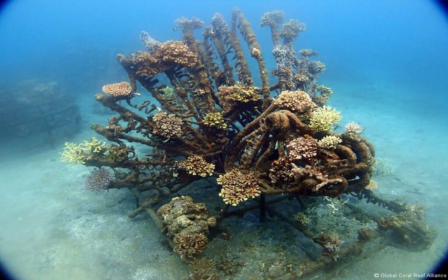 Biorock Arks Save Corals from Bleaching when Fragmented Corals Die of ...