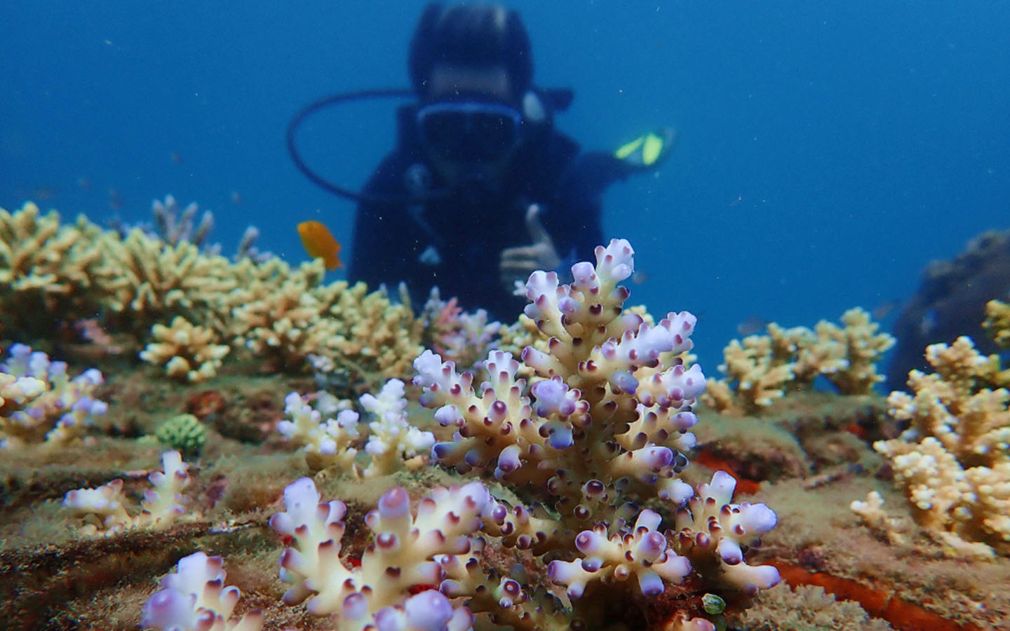 Scholar Reef: Young Leaders — Biorock Indonesia