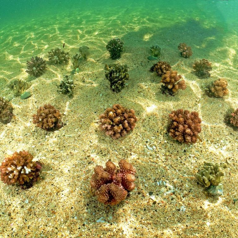 Adopsi Baby Coral — Biorock Indonesia