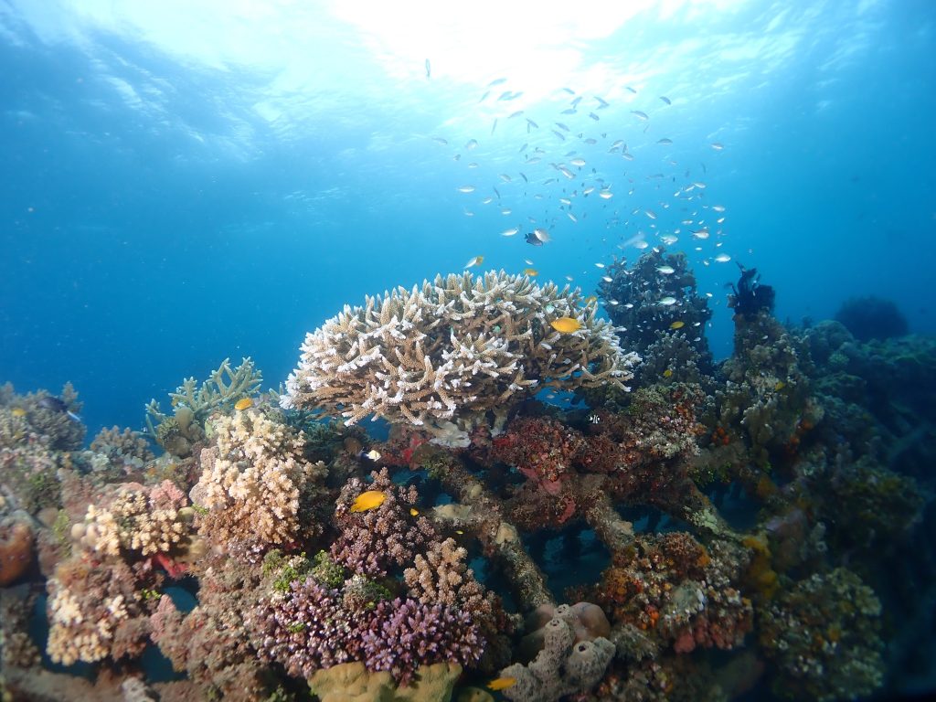 Potensi Ekowisata Berbasis Terumbu Karang di Indonesia — Biorock Indonesia